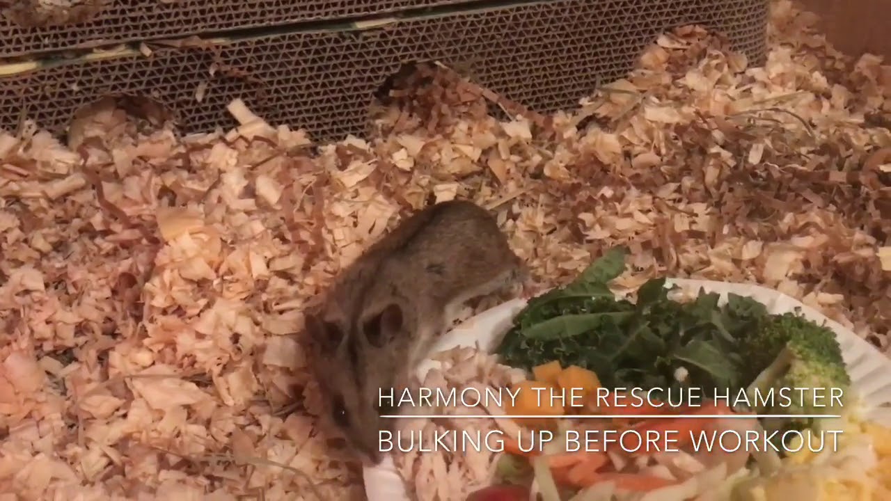Dwarf hamster killing it on the saucer! - YouTube