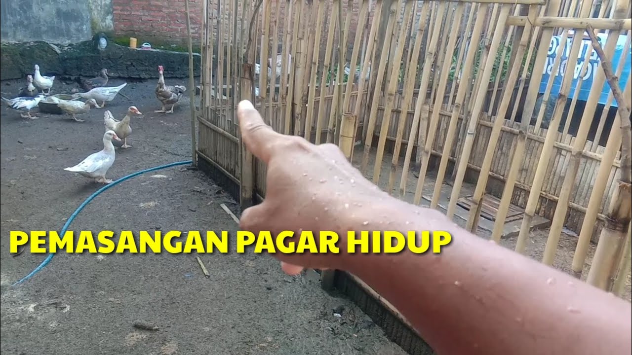 pemasangan pagar hidup @jsbdragon - YouTube