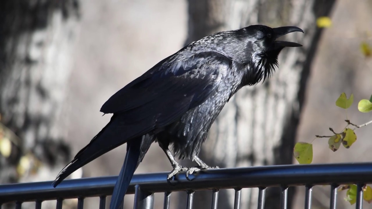 Western Raven cawing in Prescott, Arizona - YouTube