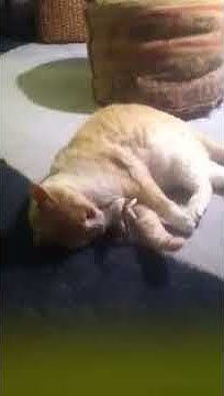 Blind cats and there catnip - YouTube