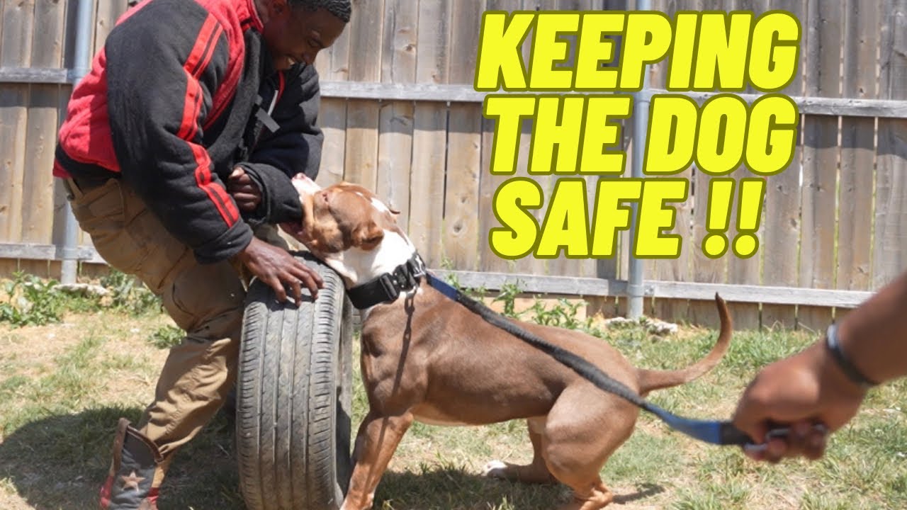 Keep The Dog Safe !! American Bully Bite Work - YouTube