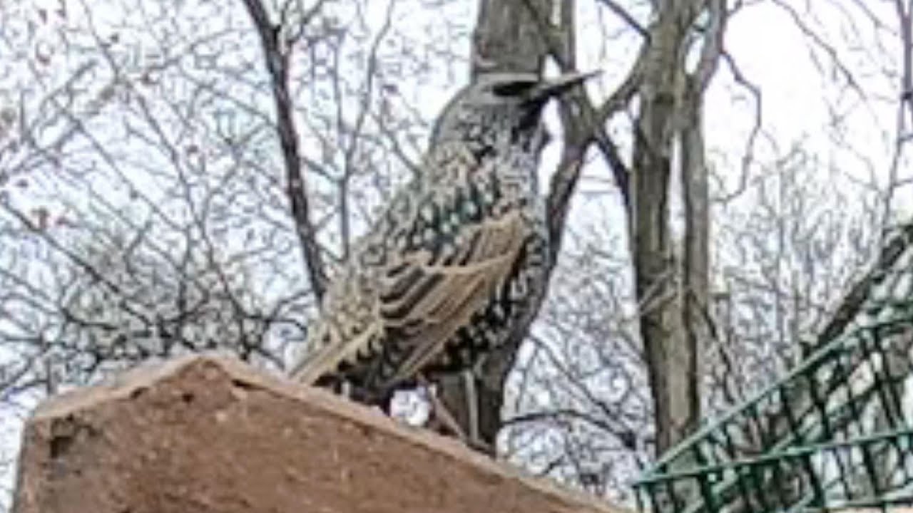 European Starling Call Sound - YouTube