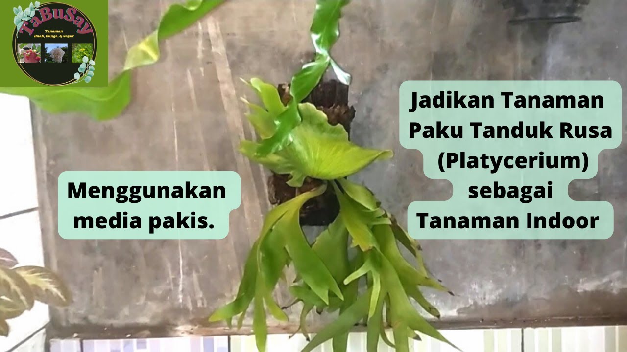 Epsd 20: Jadikan tanaman tanduk rusa (Platycerium) sebagai tanaman ...