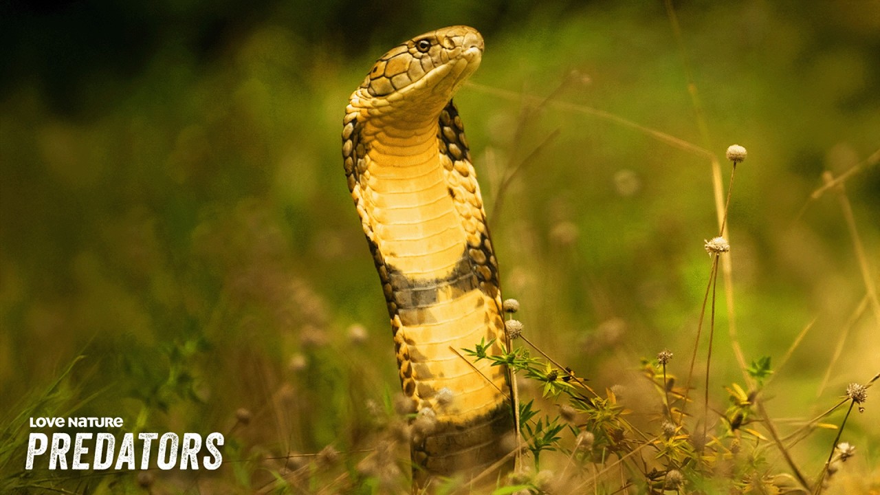 Nagaina: The Queen of Kings | Into The Wild 109 - YouTube