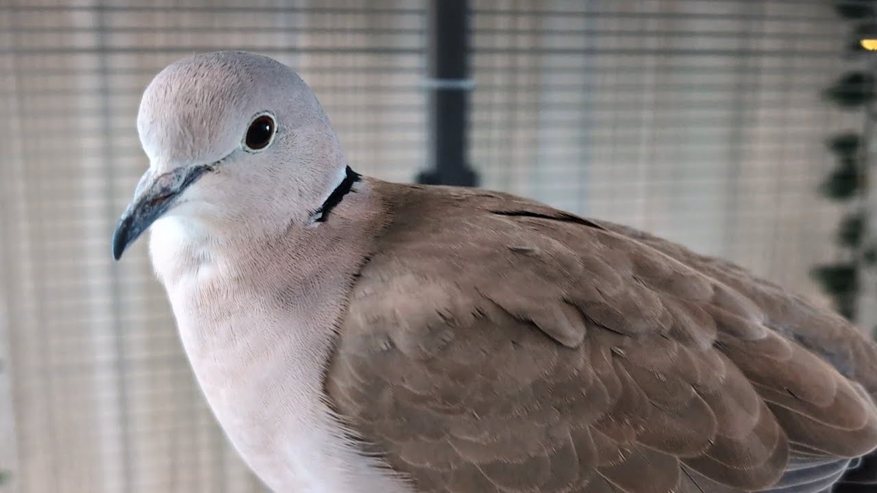 Petdove Skippy in the aviary chilling, eating, and yes he discovered the new mirror! (ringneck ...