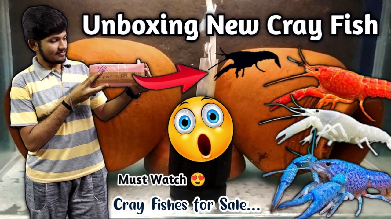 Unboxing New Cray Fish Pair | Purchased New Cray Fishes 😍 | Wonder Aqua ...