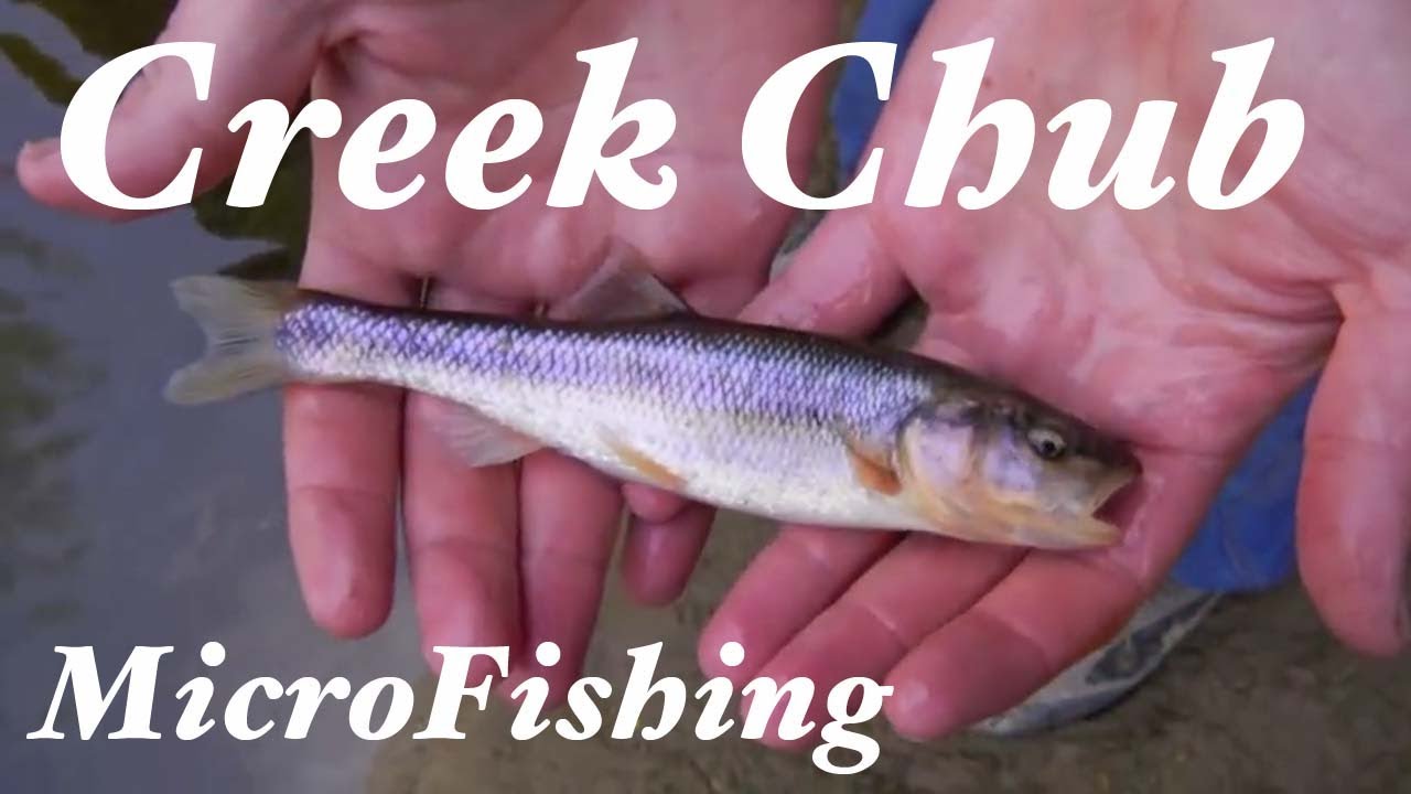 Creek Chub MicroFishing In Indiana YouTube creek-chub-microfishing-in-indiana-youtube