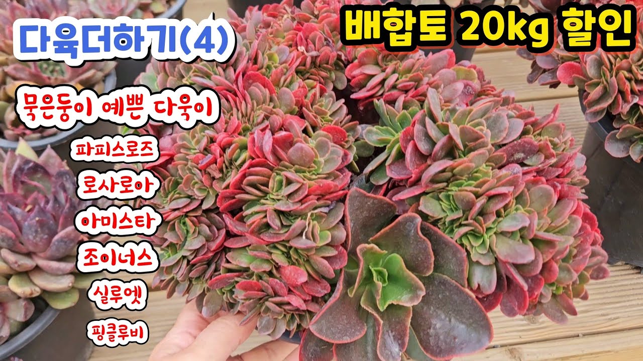 다육더하기4 묵은둥이 홍매화 파피스로즈 로사로아 실루엣 조이너스 아미스타 배합토 Youtube