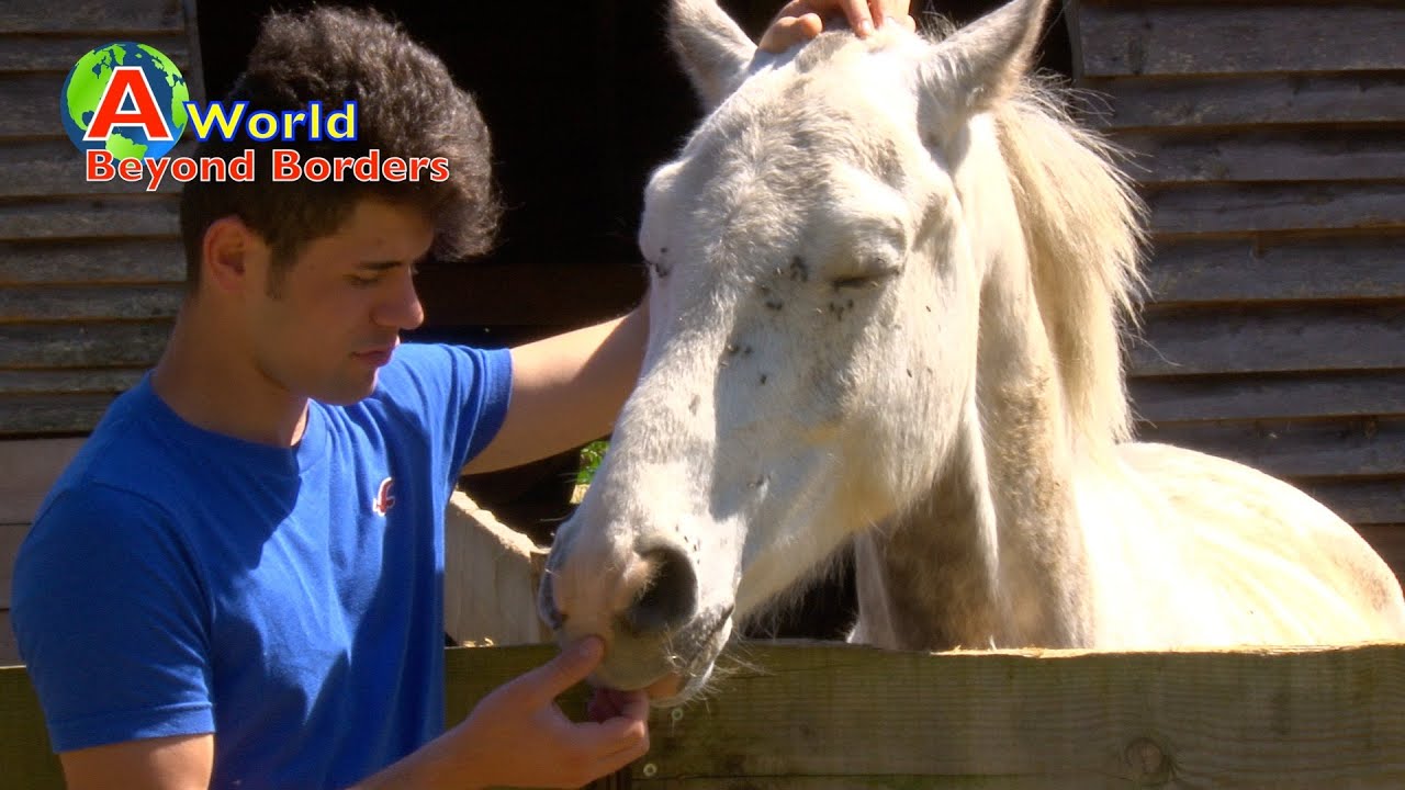 Learn french - Les chevaux - YouTube