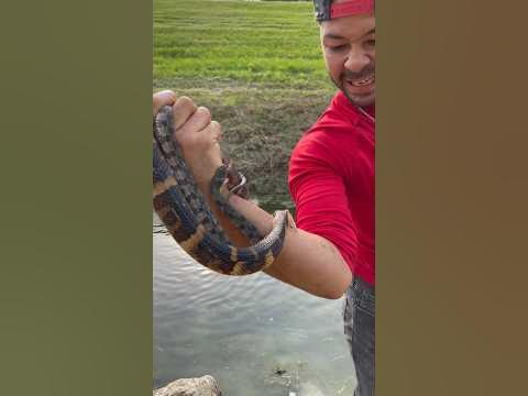 Watersnakes BITE so much! - YouTube