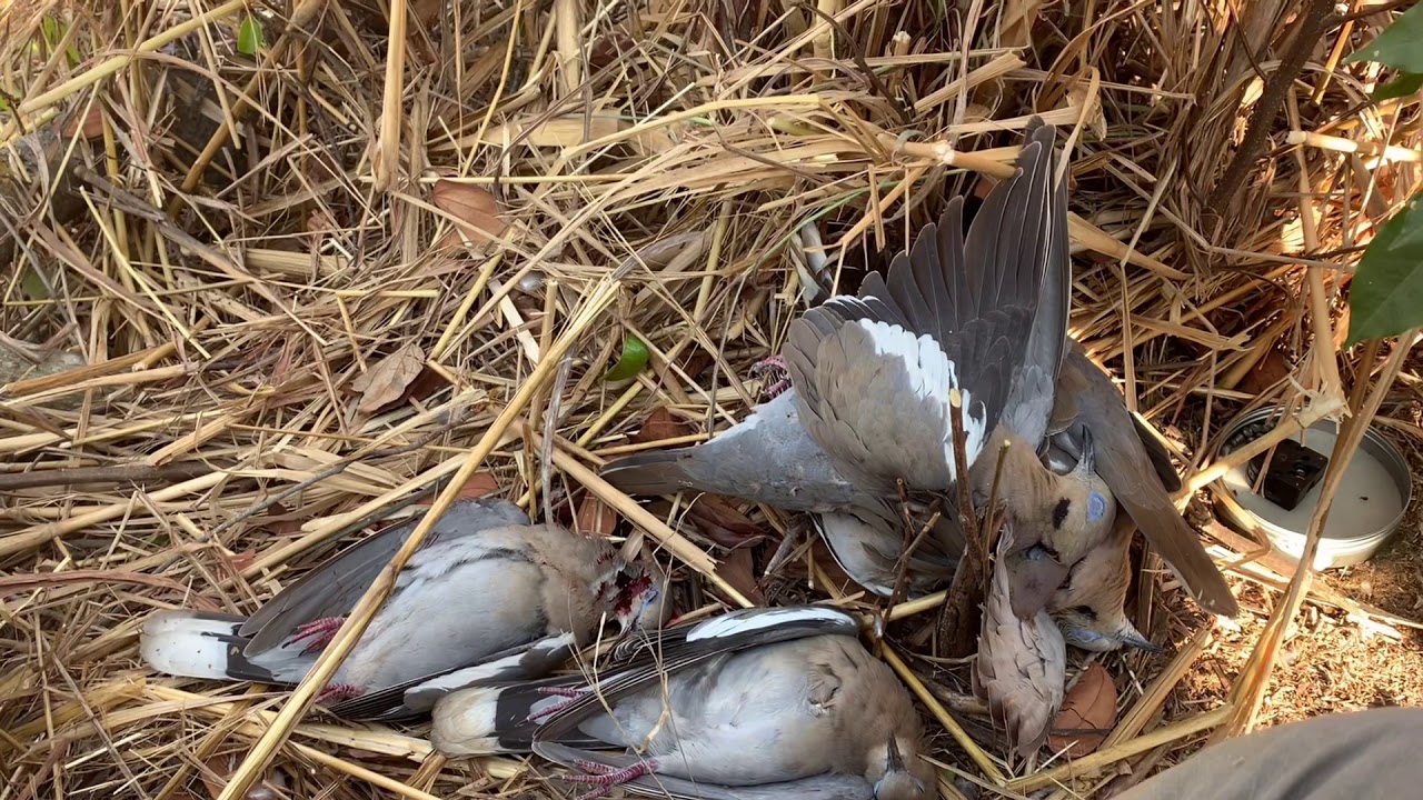 Caza de palomas alas blanca con rifle de aire,Air gun hunting. - YouTube