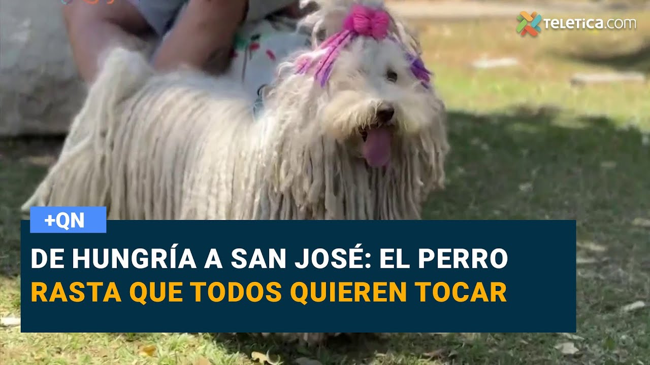 De Hungría a San José: El perro rasta que todos quieren tocar - YouTube