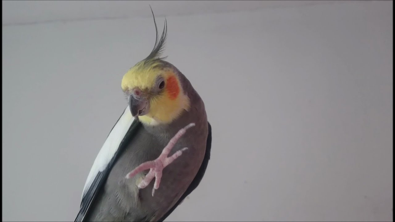 Cockatiel Singing to His Foot - YouTube