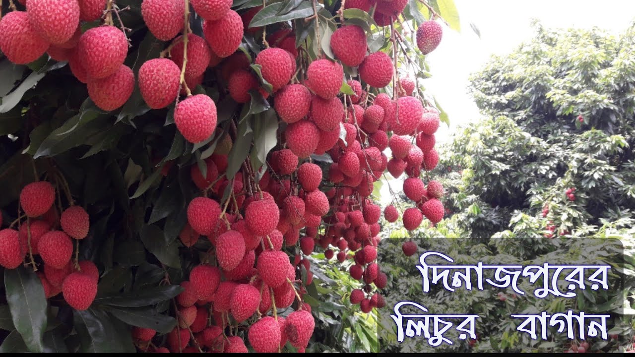 দিনাজপুরের লিচুর বাগান ! Lichi Garden in Bangladesh | Mini Bangladesh ...