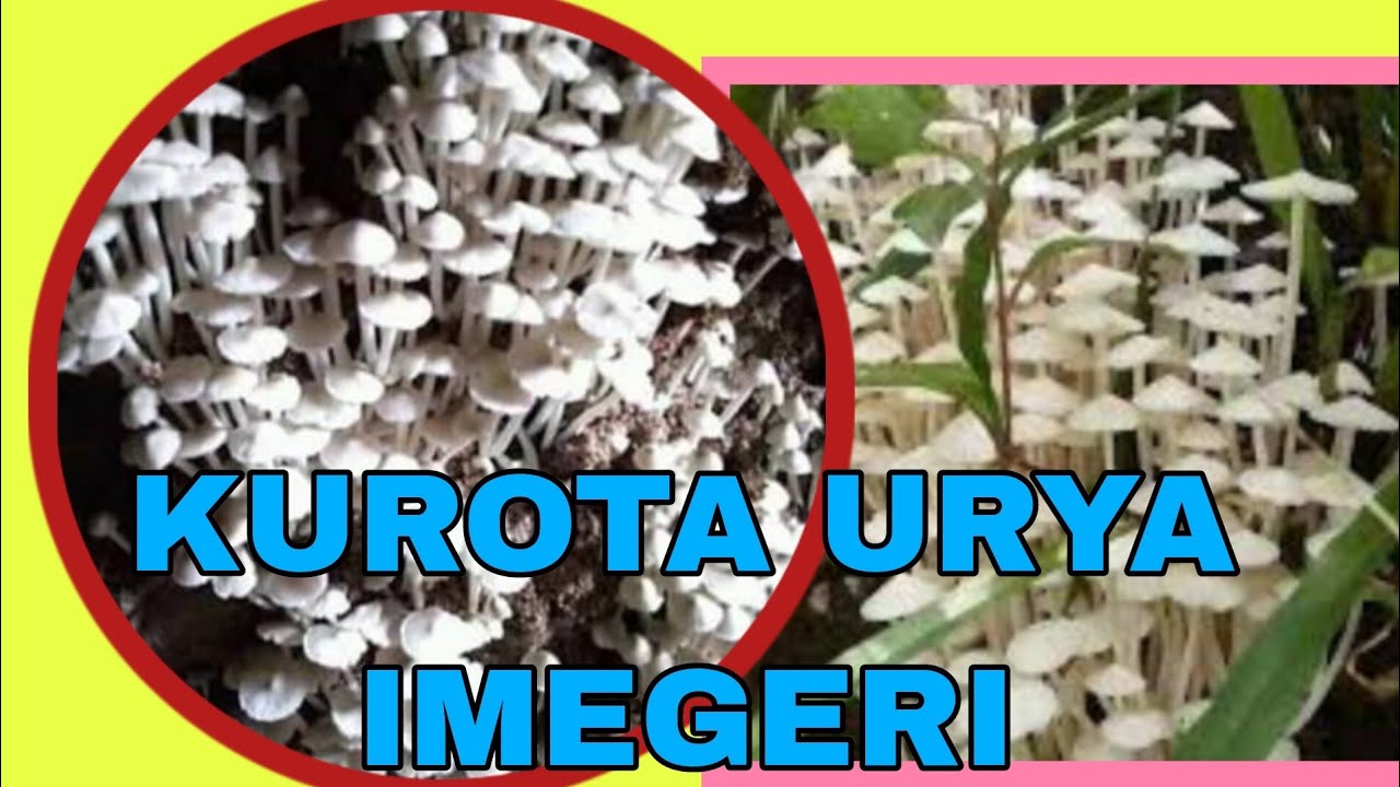 KUROTA URYA IMEGERI UMVANEZA ICYO BISOBANURA #RWANDA 2025 - YouTube