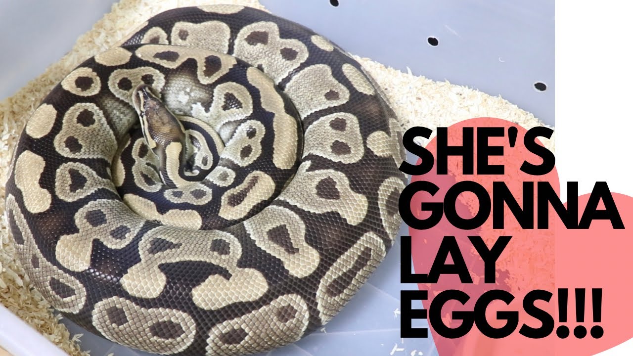 Breeding Ball Pythons pt 4: Post Ovulation Behaviors - What if I didn't see my BP ovulate? - YouTube