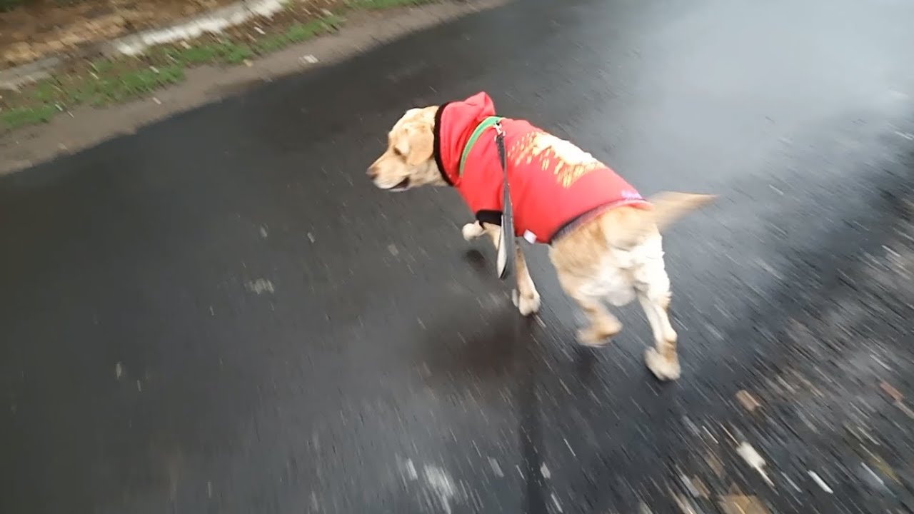 Baarish me dogs mile nai | VLOG # 62 | Romeo Labrador | Life of Romeo ...