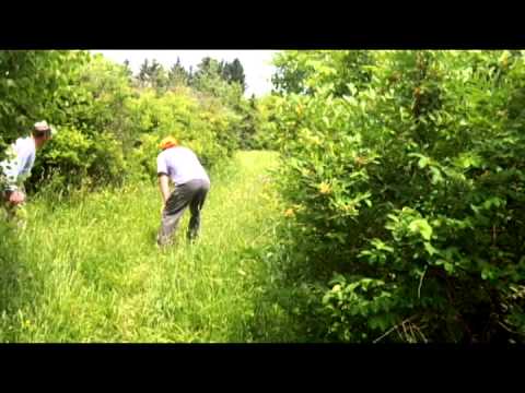 A Beagle Field Trial - YouTube