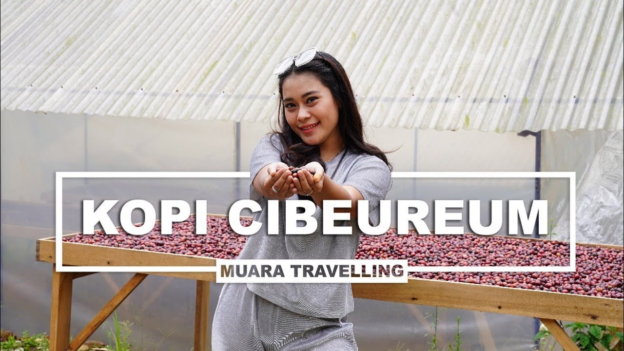 Muara Travelling - Nyicip Kopi Asli Kuningan Langsung Dari Petani ...