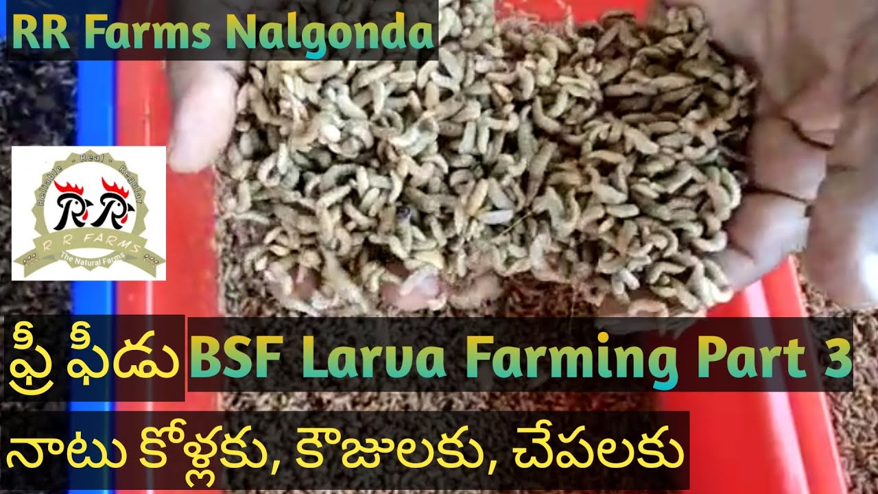 BSF Larva Farming Part 3 - YouTube