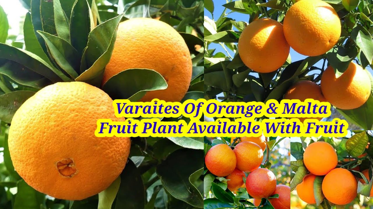 Discover the Varieties of Malta & Orange Plants for Sale in Growbags ...