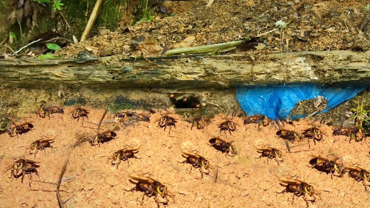 Rearing Bee Hornet | Hunting Bee Hornet | Bee Farming | Hornet nest ...