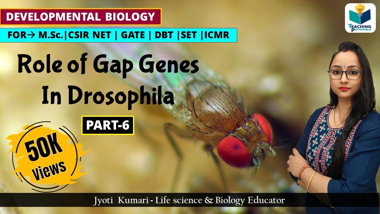 GAP GENES | ZYGOTIC/SEGMENTATION GENES OF DROSOPHILA(PART-6) | CSIR NET ...