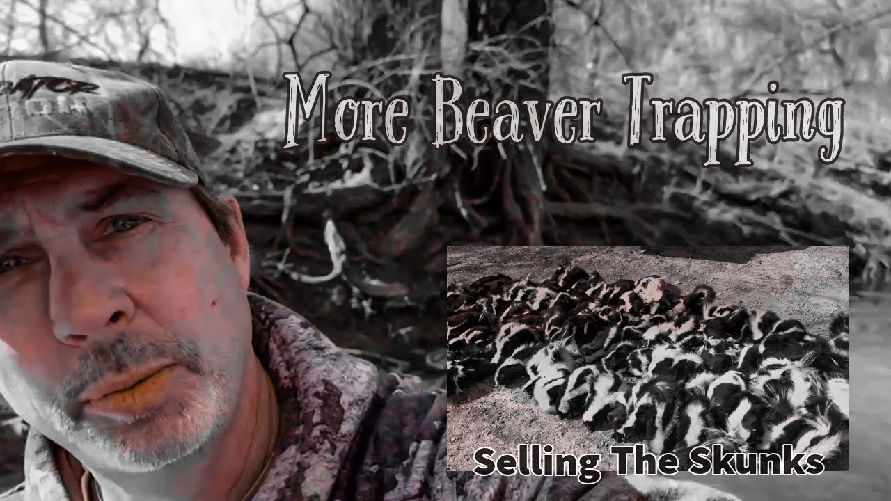 More Beaver trapping & selling the skunks - YouTube