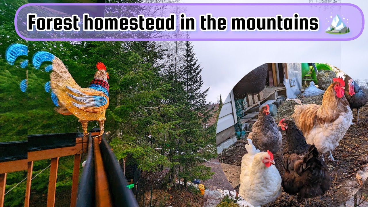 Spring Farm Tour on a Rainy Day Small family homestead and projects for ...