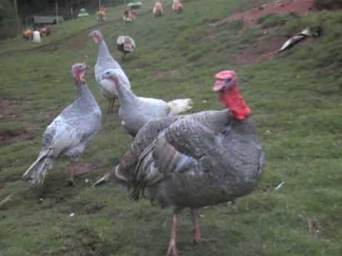 Slate Turkeys - YouTube