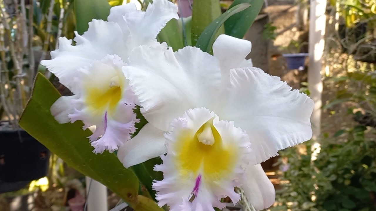 Catleya Pastoral innocence / Super Enraizada / Segredo Para Floração e ...