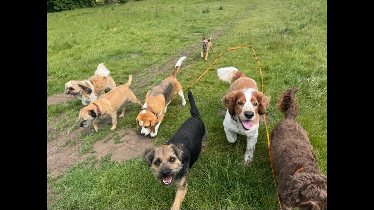 Monday | LIVE | Virtual Dog Walk | 7 Dogs 🐶 | Edinburgh - YouTube