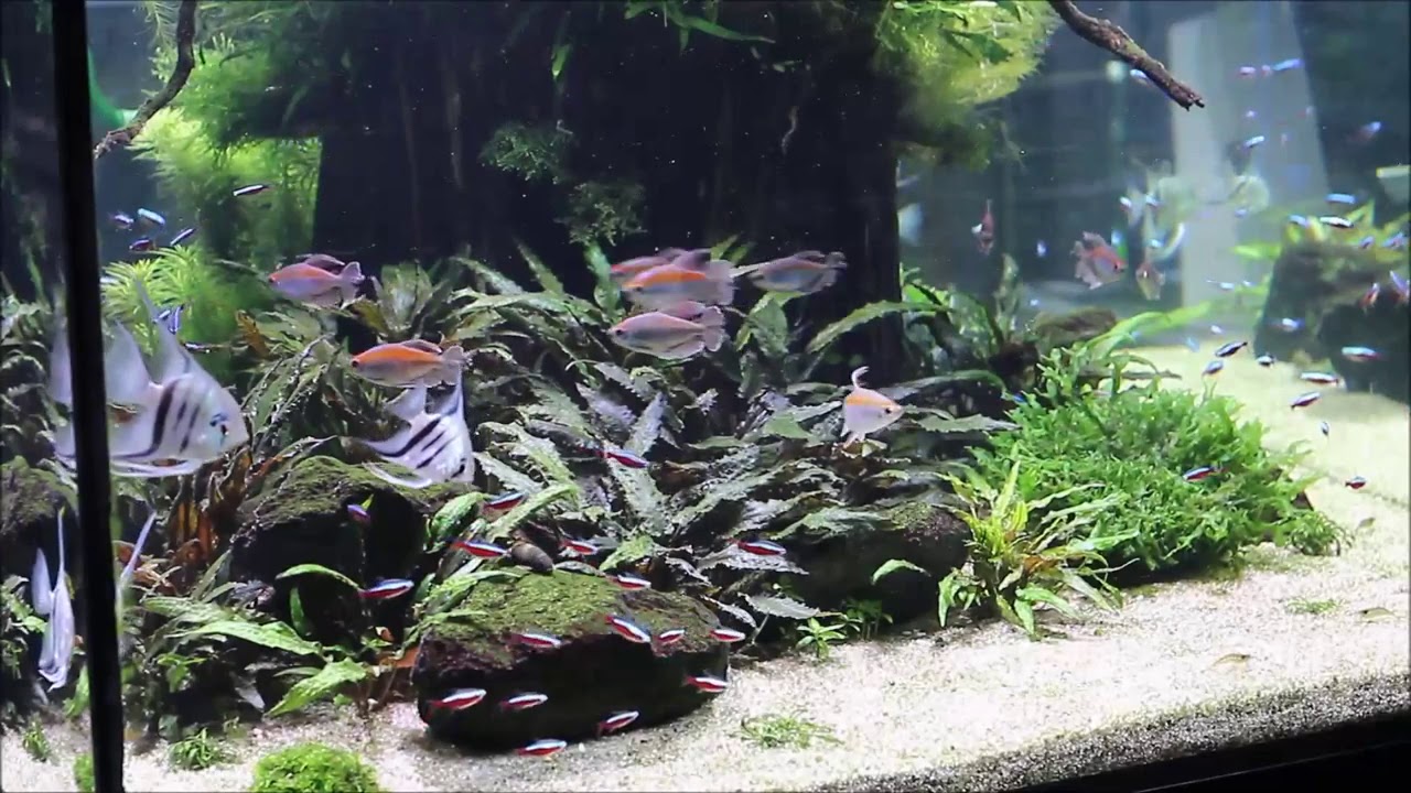 1000 litre Nature Aquarium - YouTube