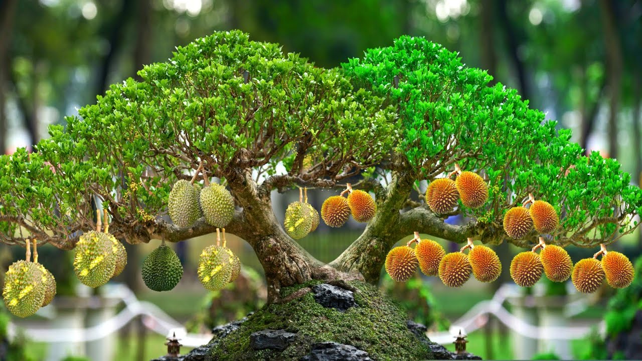 Bonsai Durian Dari Pohon yang Sudah Terlanjur Tua, Berbuah Banyak dalam ...