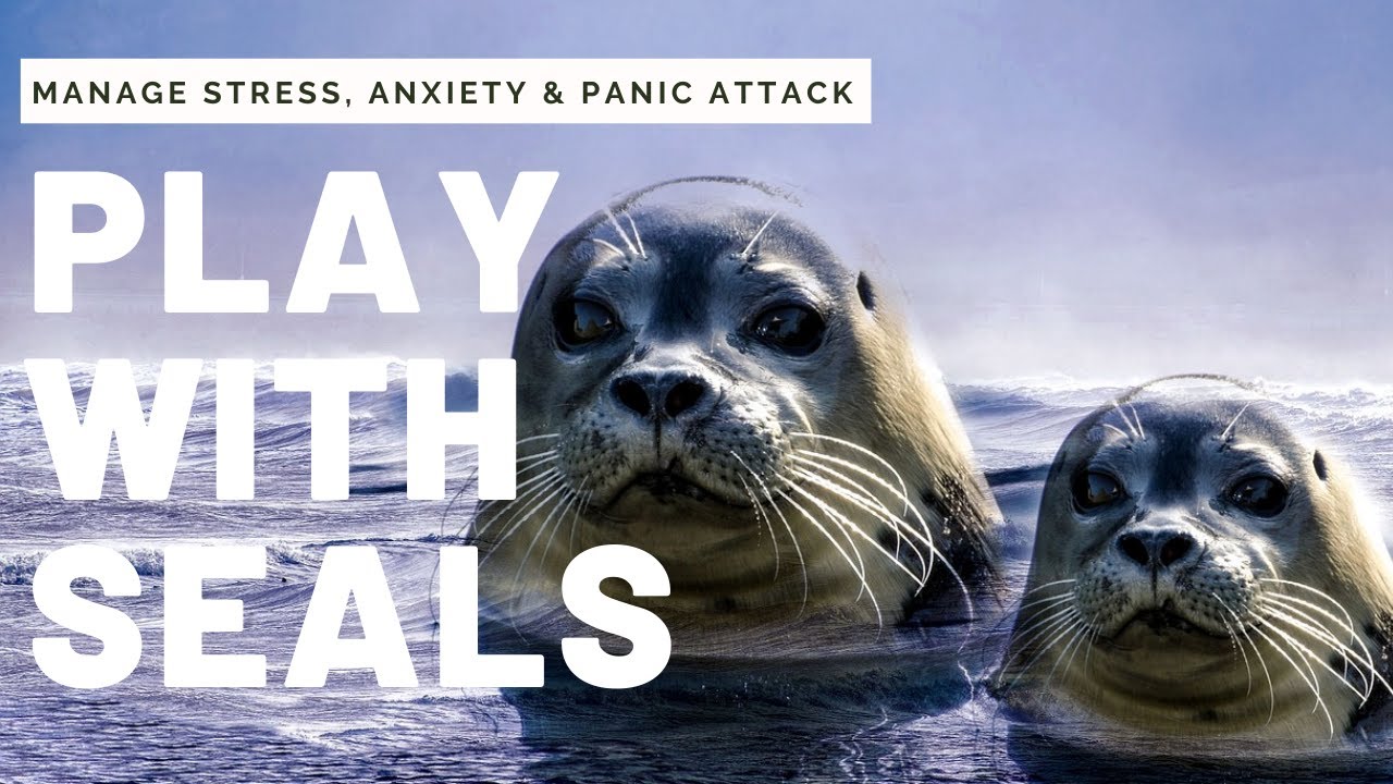 Relaxing Seal Video For Anxiety, Stress, Panic Attack, Depression ...