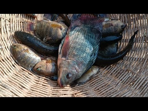Best Fish Fishing From Tonle Sap Lake | Tonle Sap Fishing - YouTube