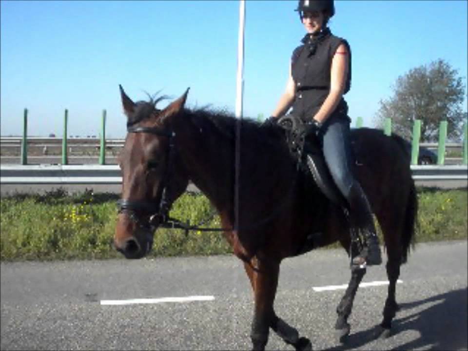 Goodbye Zarah - YouTube