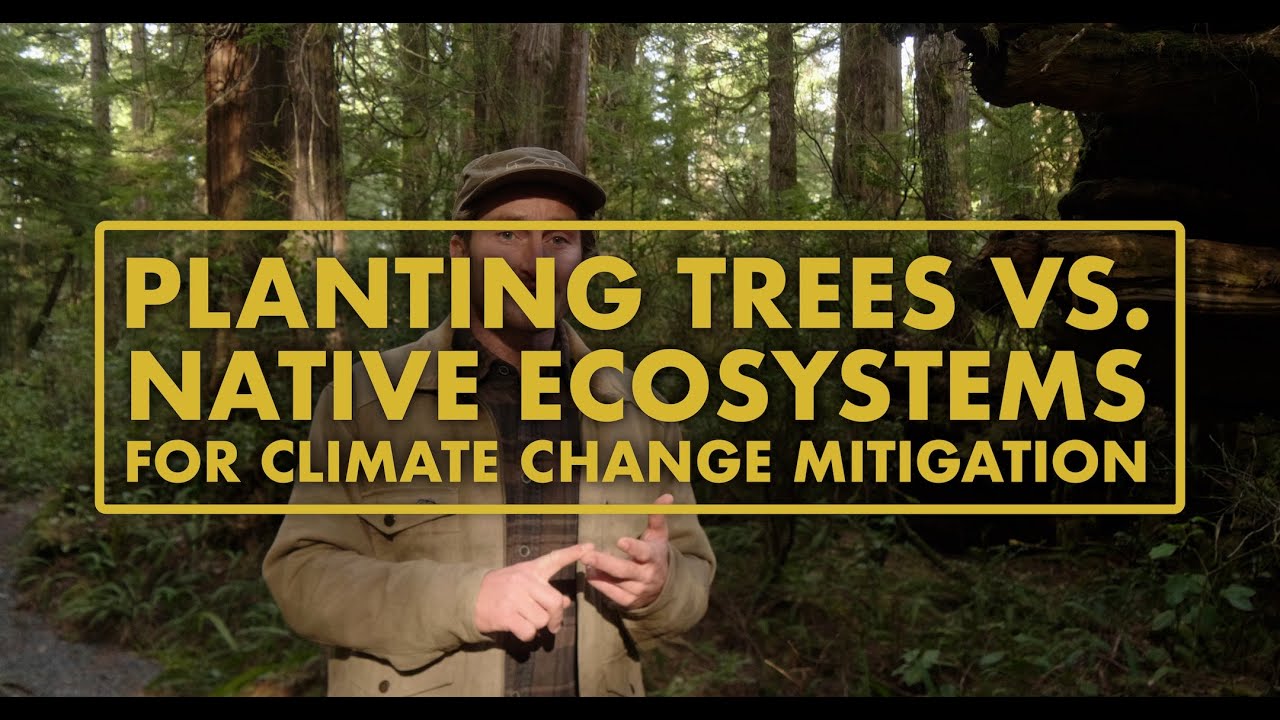 Is it better to plant trees or maintain healthy native ecosystems for ...