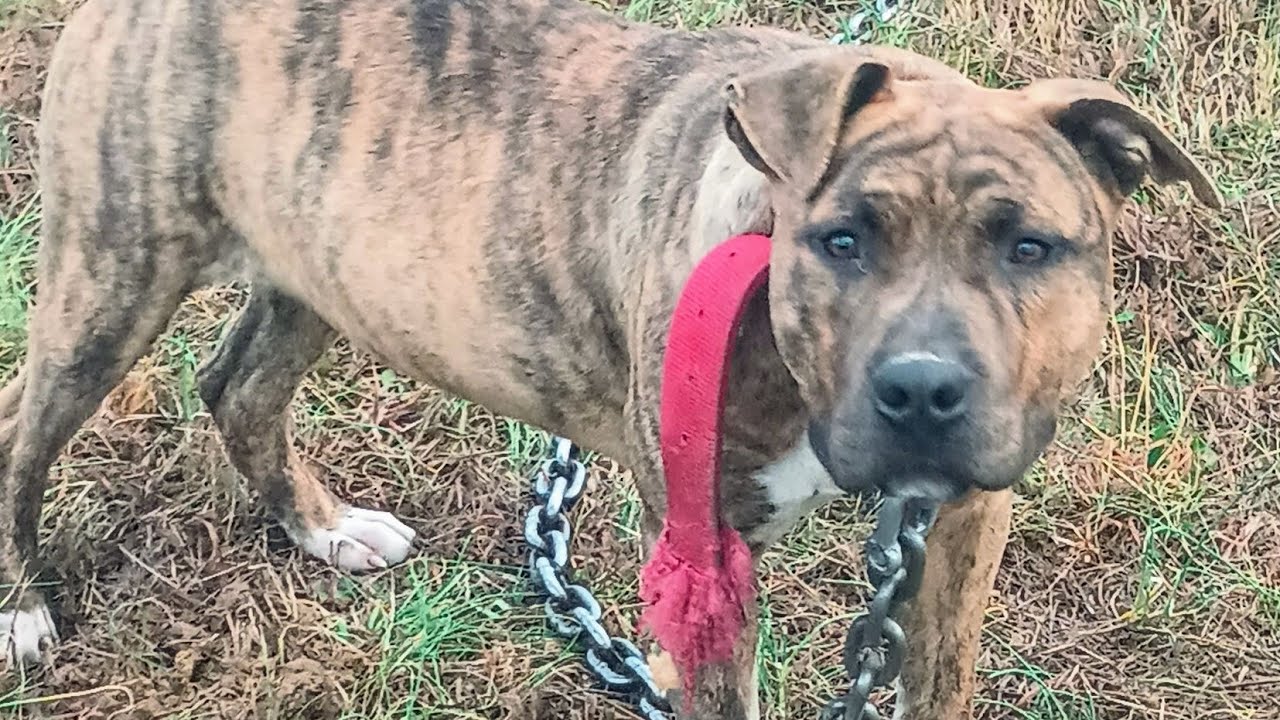 RoccykennelsTrueGamedogs HIERO Jeep/Redboy/ Rascal Bred - YouTube