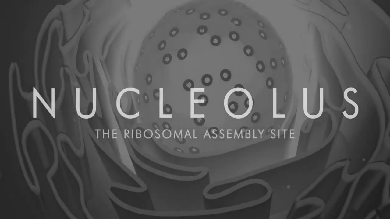 The Nucleolus, the Ribosomal Assembly Site - YouTube