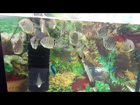 северум сантарем