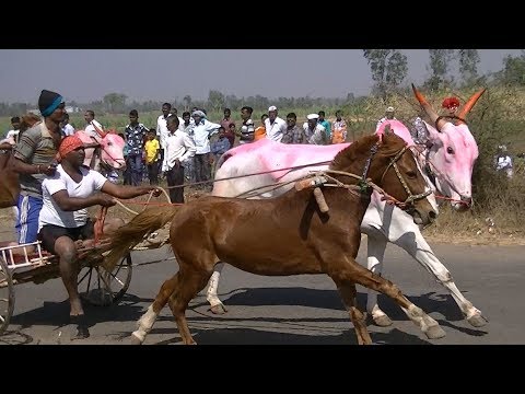Horse and Bull Cart Race Nej 2019. perdbul ras. Pferd Ochsenrennen.