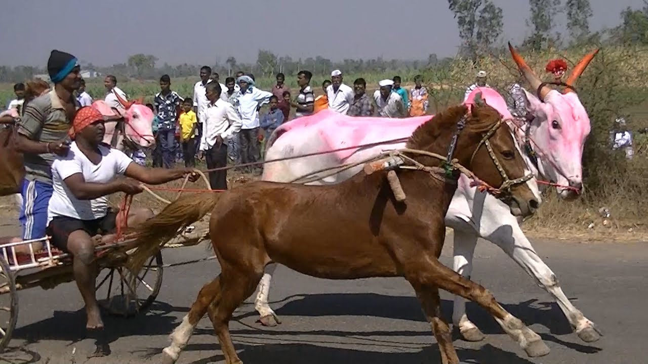 Horse and Bull Cart Race Nej 2019. perdbul ras. Pferd Ochsenrennen ...