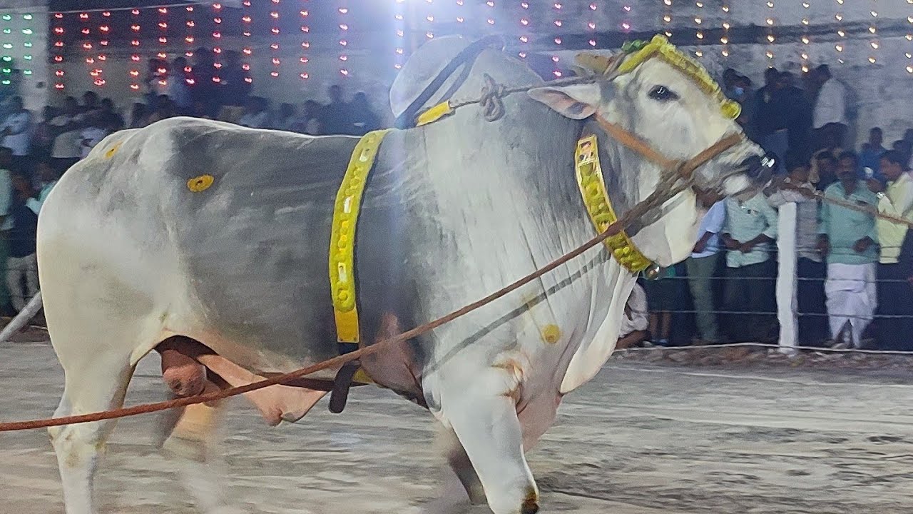 RK Bulls Last 8Mint Video 5400Ft Annambotlavaaripalem - YouTube