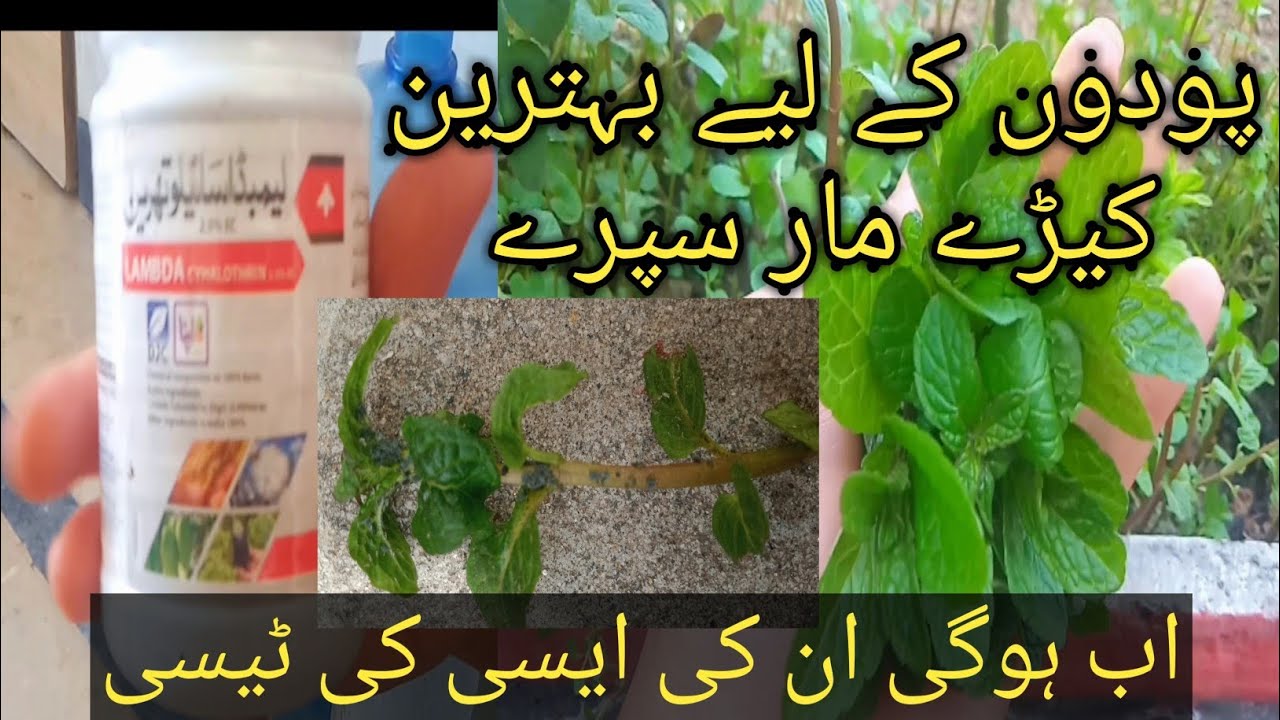 plant insect killer spray | leaf folder or caterpillar attack on leaves ...