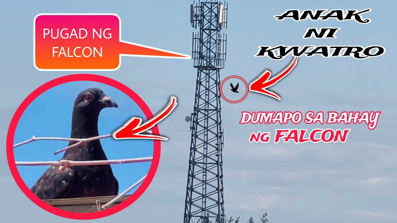 EP577 - ANAK NI KWATRO DUMAPO SA PUGAD NG FALCON! DELIKADO! - YouTube