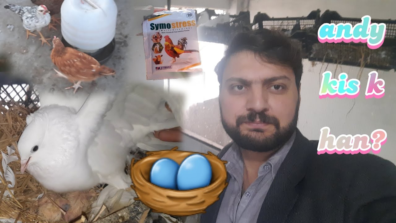 high fly pigeon ne andy dy dia | ye bachy kiss k han?? #taimorpets #pets #pigeon - YouTube
