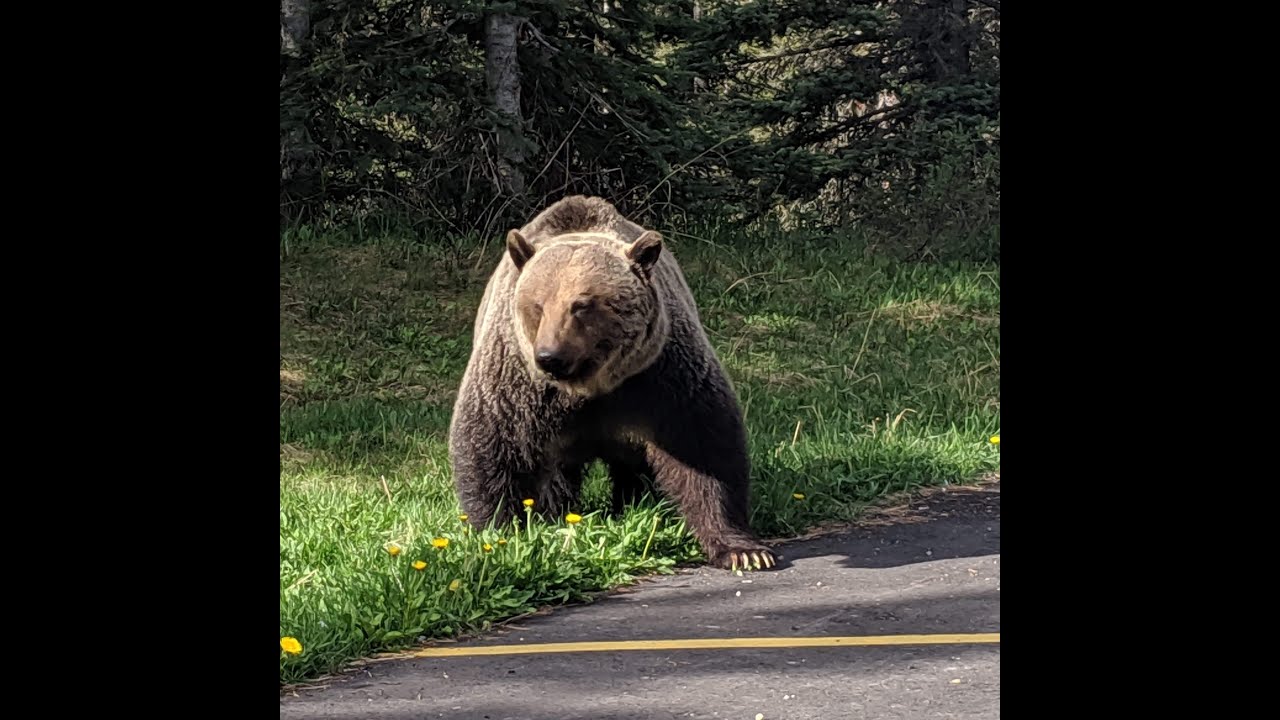 Grizzly bear chilling out - YouTube