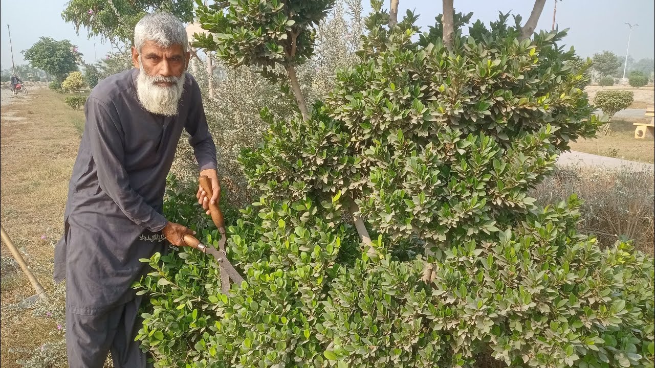 ficus plant cutting design || awesome plant cuttings || garden plant ...