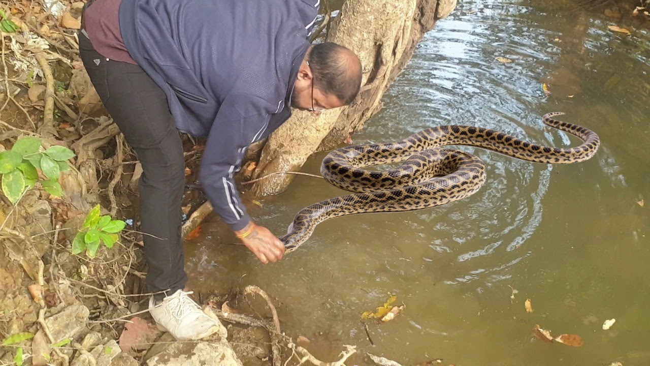 Snake rescue and snake knowledgeable video -bapi da snake expert - YouTube